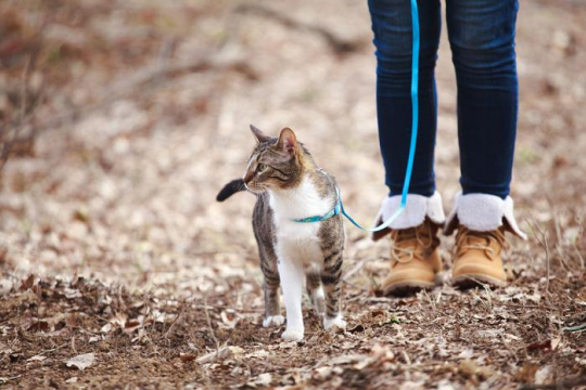 10 Signs Your Cat Is Obsessed With You - Cats.com