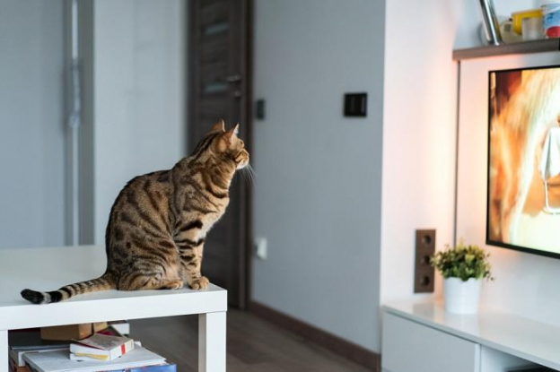 Is Cat TV Really Good For Cats? - Cats.com