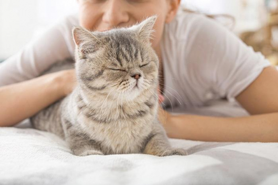 150 Best Latin Names for Male & Female Cats With Meanings - Cats.com