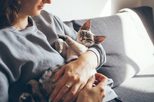 Are Cats Possessive Of Their Owners? - Cats.com