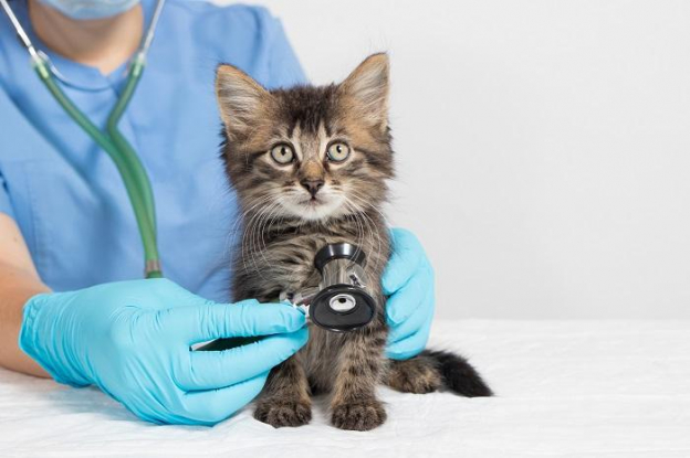 How To Kitten-Proof Your Home In 12 Simple Steps - Cats.com