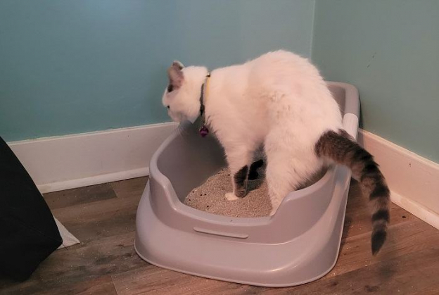 The 7 Best Litter Boxes for Kittens - Cats.com