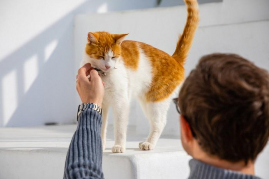 Do Cats Understand Words? Here's What We Know - Cats.com