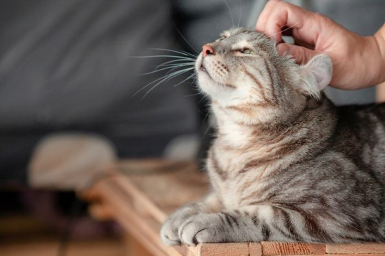 Do Cats Have Good Memory? - Cats.com