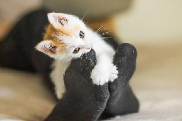 How To Stop Your Cat Attacking Your Ankles - Cats.com