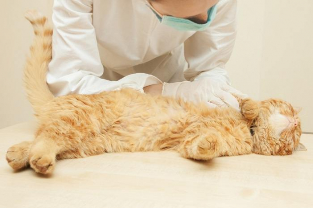How To Remove A Tick From A Cat: 6 Proven Steps - Cats.com