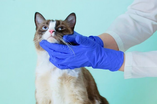 My Cat Is Not Grooming Themself & When To Worry - Cats.com