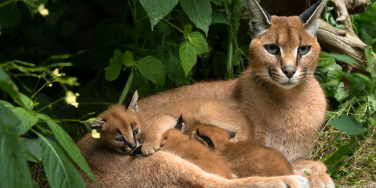 Do Caracals Make Good Pets? - Cats.com