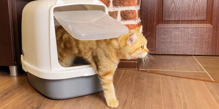 The Ultimate Guide To Cat Pee - Cats.com