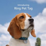 The 9 Best Cat ID Tags: Unbiased Review - Cats.com