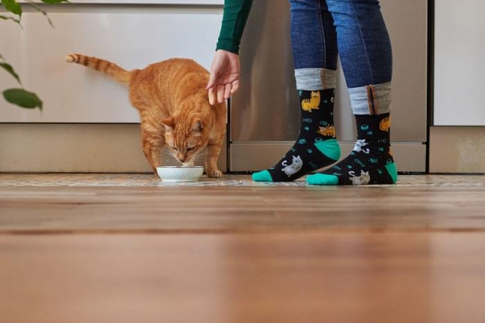 Why Does My Cat Want Me To Watch Her Eat? - Cats.com