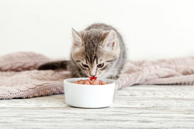 25 Tips For First-time Cat Owners - Cats.com