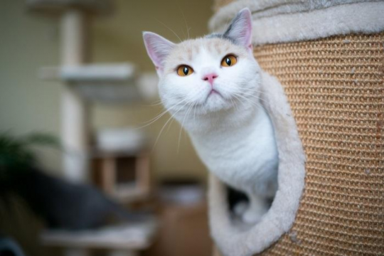 200 Best Shy Cat Names for Sweet & Timid Kittens - Cats.com
