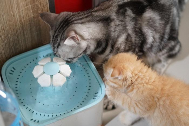 How To Train A Cat To Use A Water Fountain - Cats.com