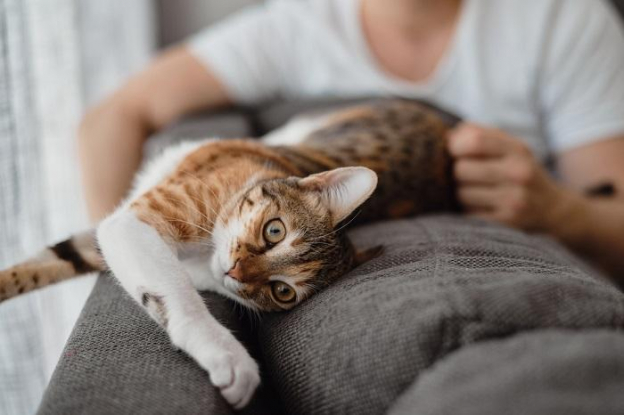 Why Does My Cat Always Want To Cuddle? - Cats.com