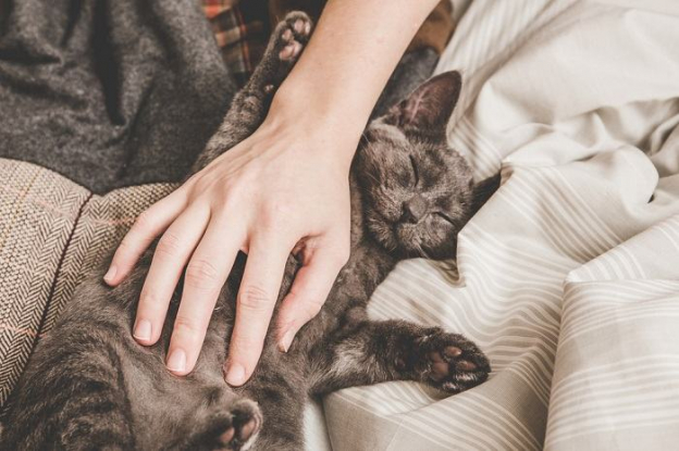 Why Does My Cat Always Want To Cuddle? - Cats.com