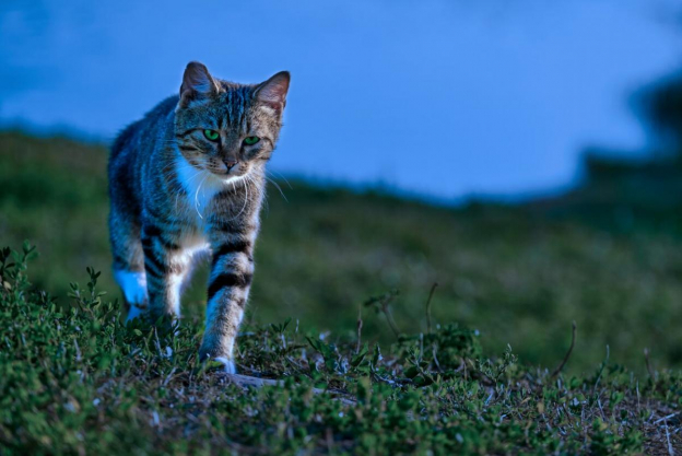 Can Cats Sleepwalk? - Cats.com