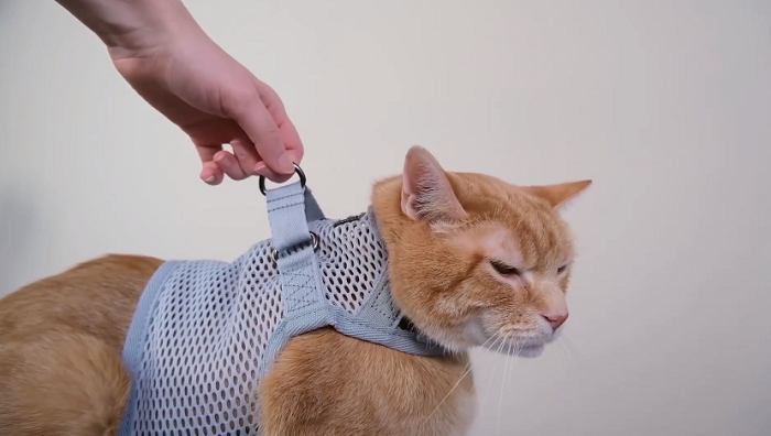 8 Best Cat Harnesses In 2024 (We Tried Them All) - Cats.com