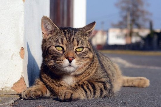 150 Norse and Viking for Male & Female Cats With Meanings - Cats.com