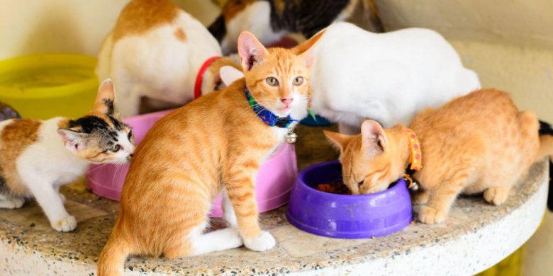 Do Cats Get Lonely Without Other Cats? - Cats.com