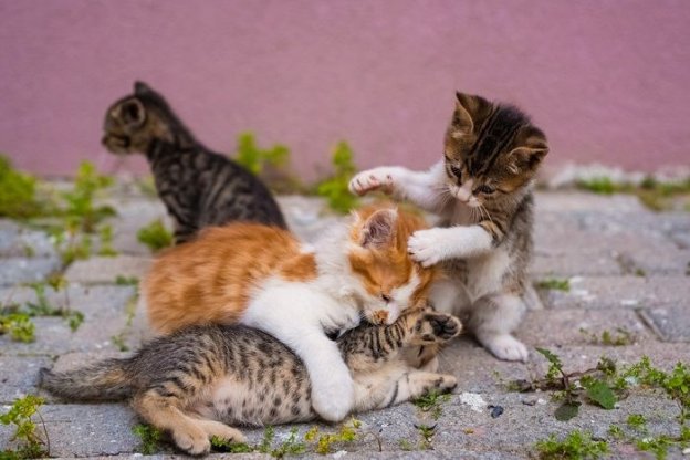 What To Do If You Find An Abandoned Kitten - Cats.com