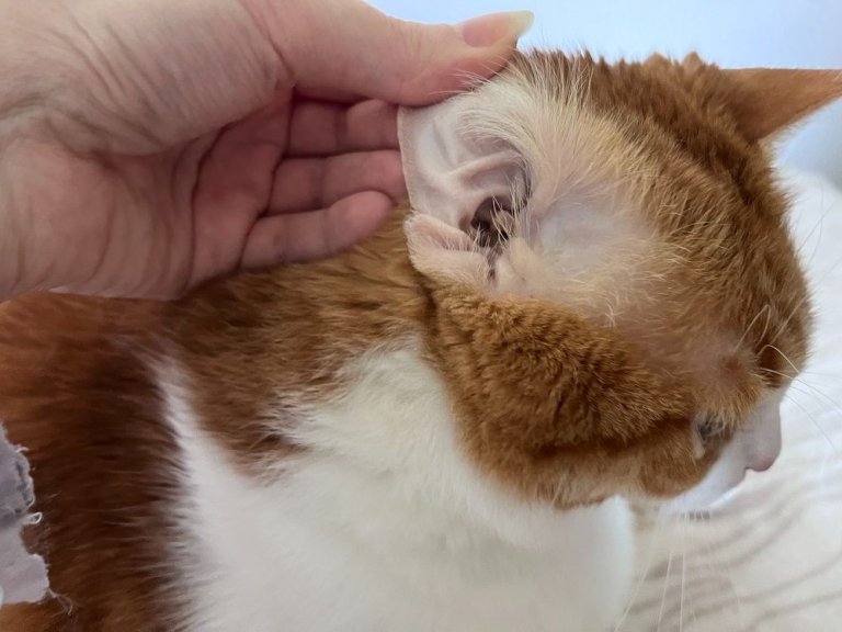 How To Clean a Cat’s Ears: A Simple 10-Step Process - Cats.com