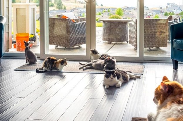 Do Female Cats Get Along? - Cats.com