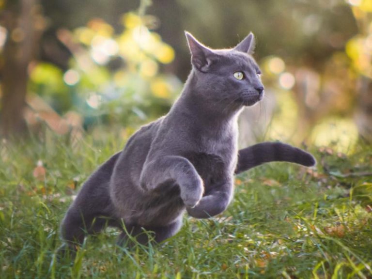 5 Things Your Cat's Butt Can Tell You About Their Health - Cats.com