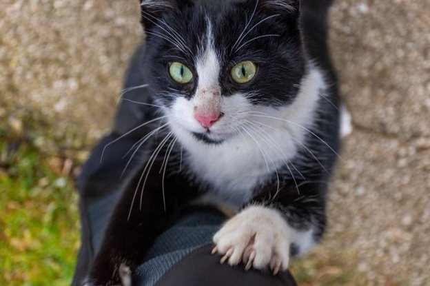 Why Does My Cat Climb Me Like a Tree? - Cats.com
