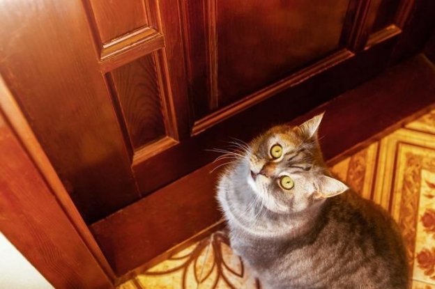 How To Safely Keep Cats Out Of A Room - Cats.com