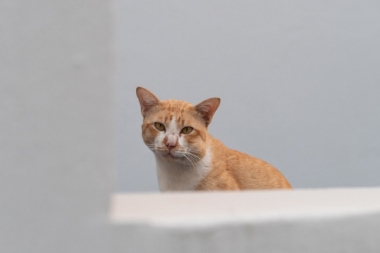 How To Help Your Cat Feel Better After Vaccinations - Cats.com