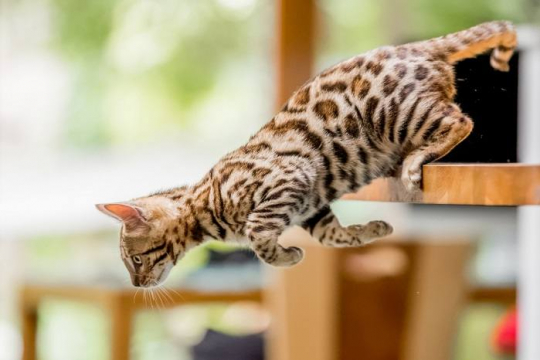 How High Can a Domestic Cat Actually Jump? - Cats.com
