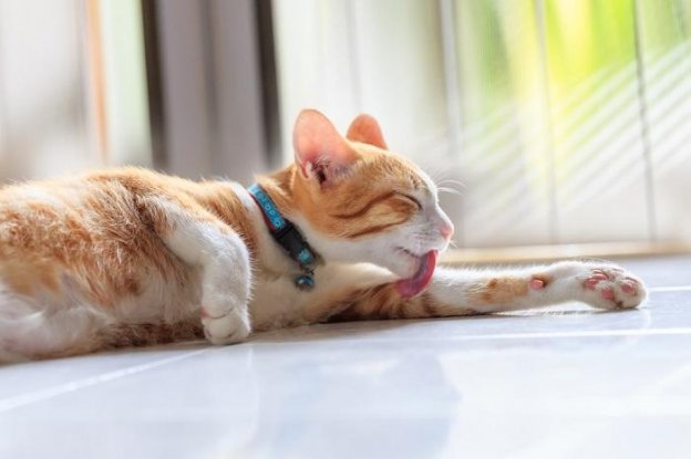 What To Do If Your Cat Is Stung By A Scorpion - Cats.com