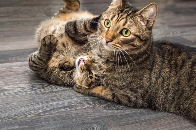How To Tell Which Cat Is Dominant - Cats.com