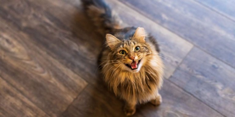 150 Norse and Viking for Male & Female Cats With Meanings - Cats.com