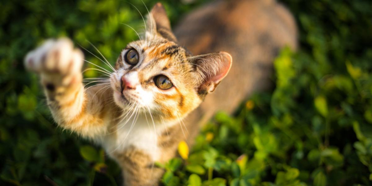 Overstimulated Cat: Signs, Symptoms & How to Help - Cats.com