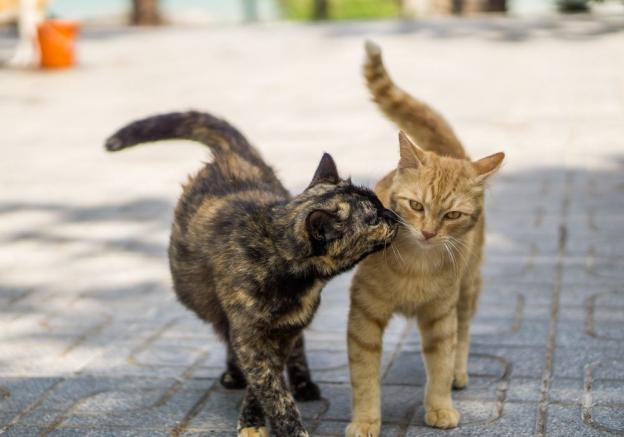 10 Serious Warning Signs When Introducing Cats - Cats.com