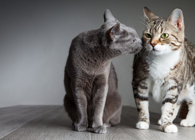 Do Female Cats Get Along? - Cats.com