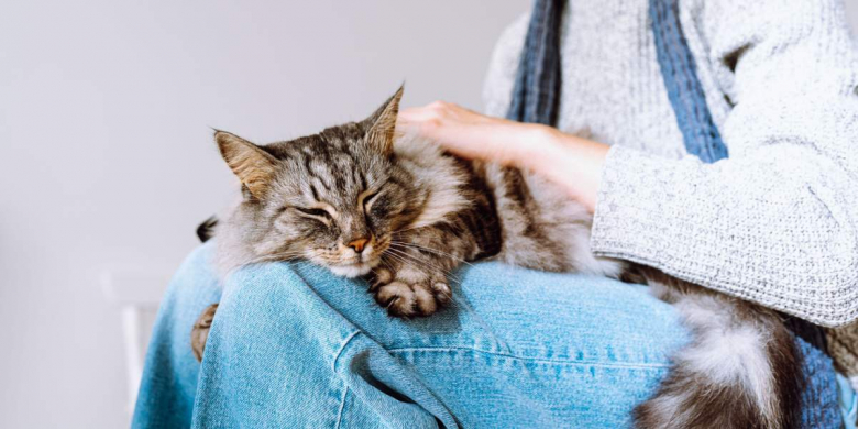 Low Blood Potassium (Hypokalemia) in Cats - Cats.com
