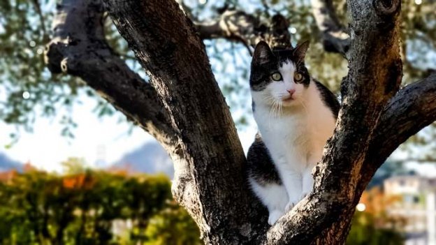 Can Cats Climb Down Trees? - Cats.com