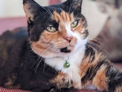 Tortitude: Definition, Behavior & How To Deal With It - Cats.com