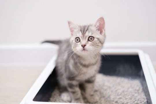 How To Kitten-Proof Your Home In 12 Steps - Cats.com