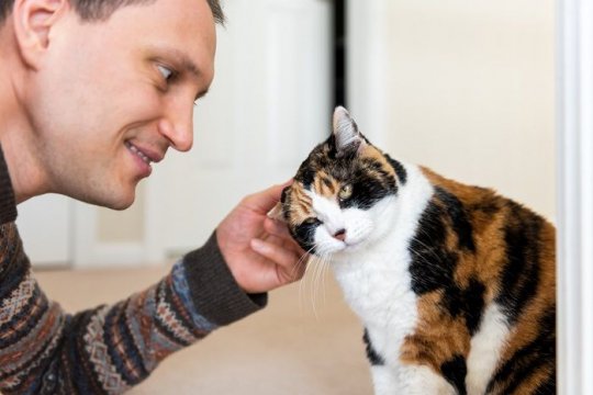 What Does It Mean When A Cat Head Bumps You? - Cats.com