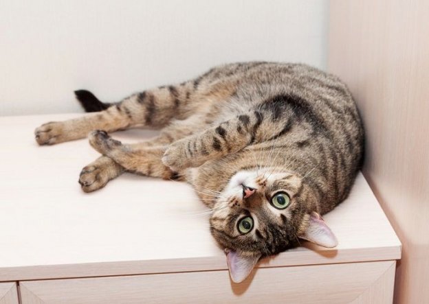How to Safely Keep Cats Out of a Room - Cats.com