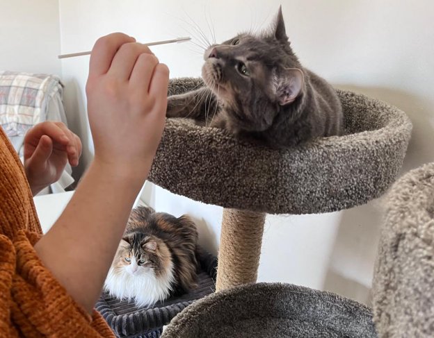 The 5 Best Cat DNA Tests: We Tried Them All - Cats.com
