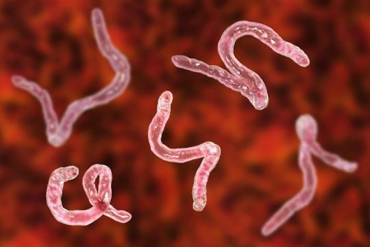 10 Common Types of Worms in Cats (With Pictures)