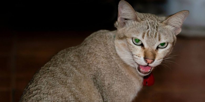 8 Signs of Insecure Cat Behavior and How To Help - Cats.com