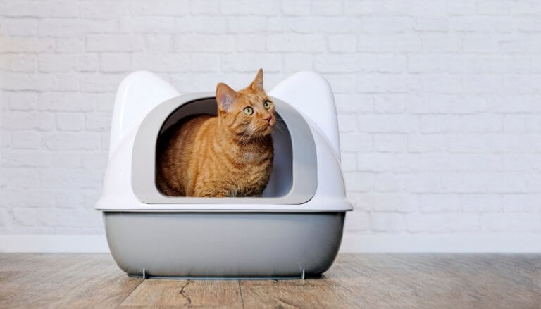 The Ultimate Guide To Cat Pee - Cats.com