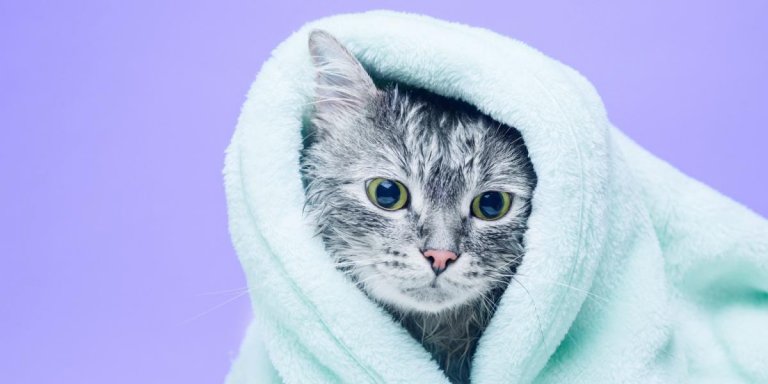 How To Wash A Cat Without Cat Shampoo - Cats.com