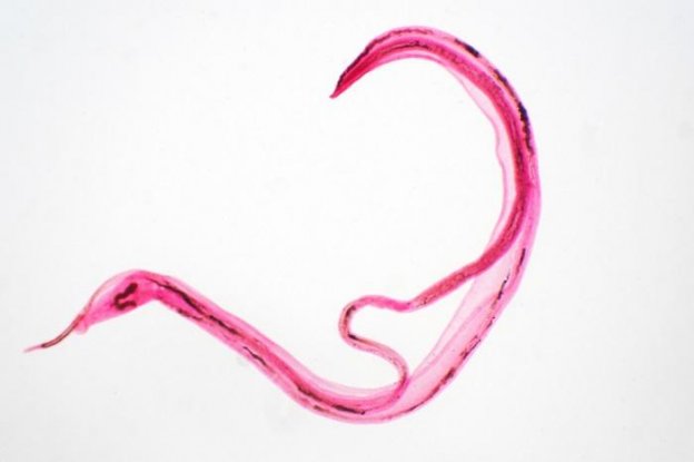 10 Common Types of Worms in Cats (With Pictures)